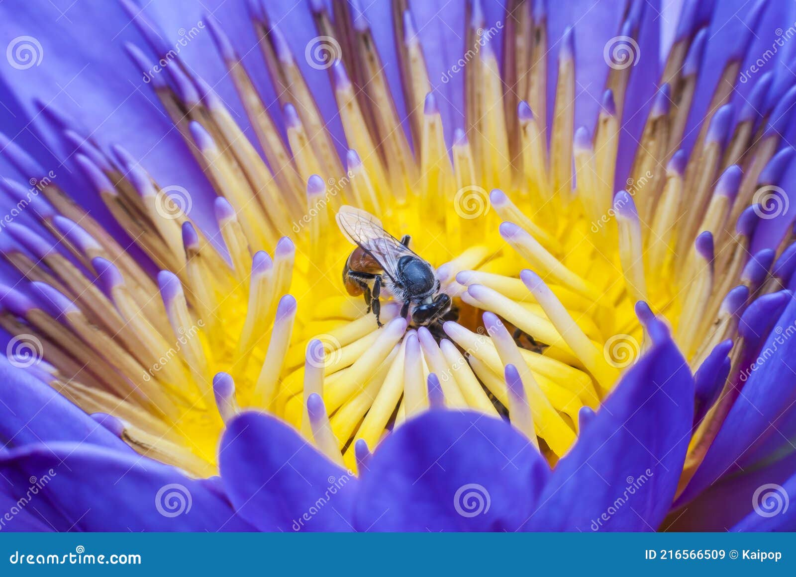 Bee on Beautiful Lotus Flower Stock Image - Image of honey, park: 216566509