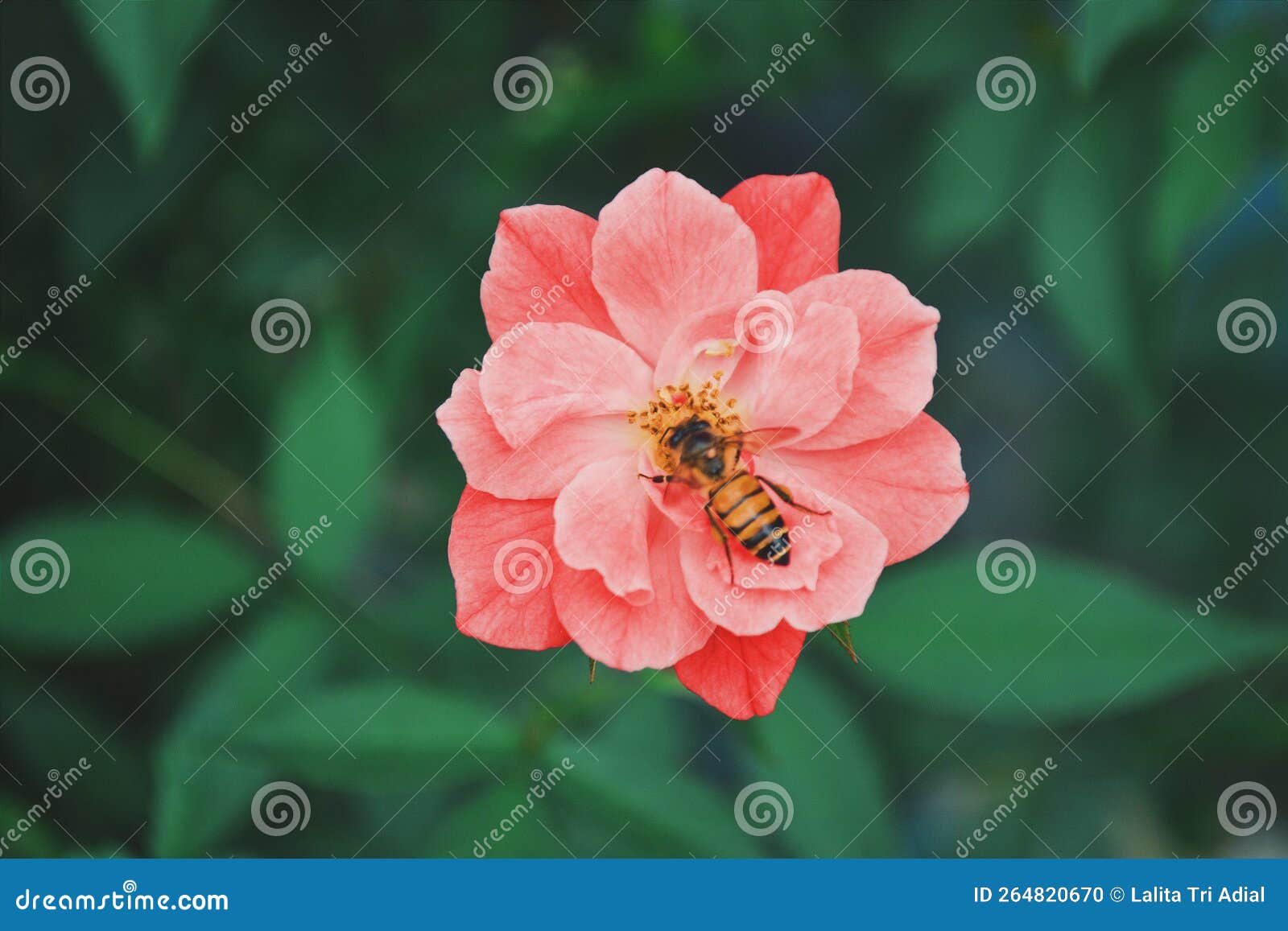 A Bee in the Beautiful Salmon Pink Bloomed Flower Stock Photo - Image ...
