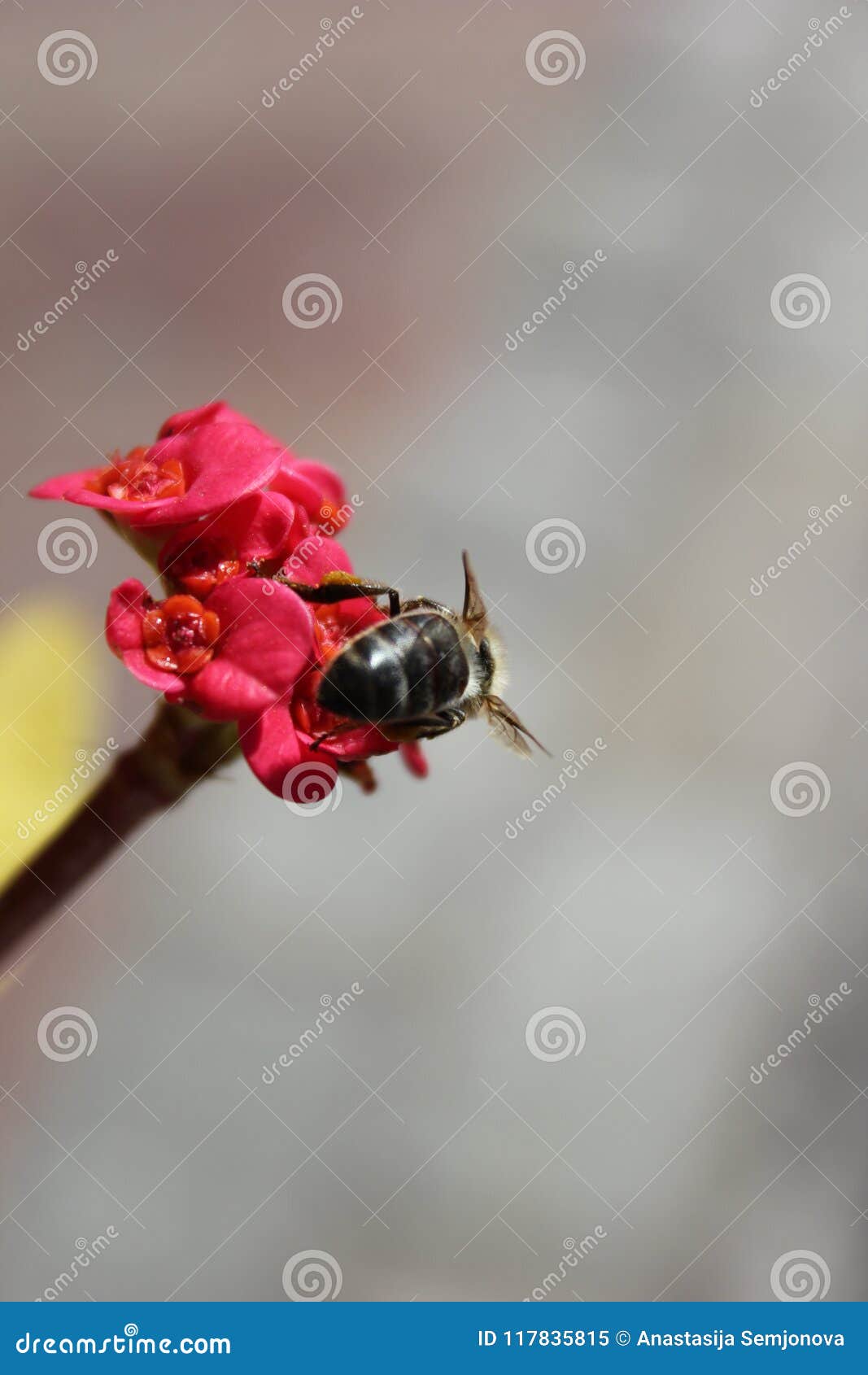Bee Bisy Stock Photos - Free & Royalty-Free Stock Photos from Dreamstime