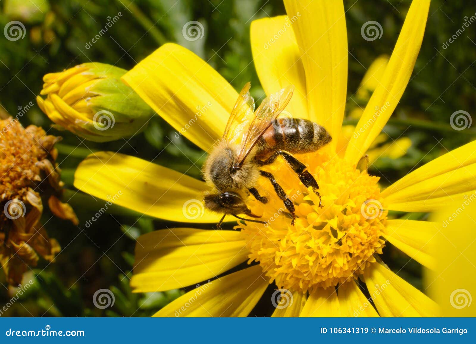 Bee stock image. Image of nature, petal, pollination - 106341319