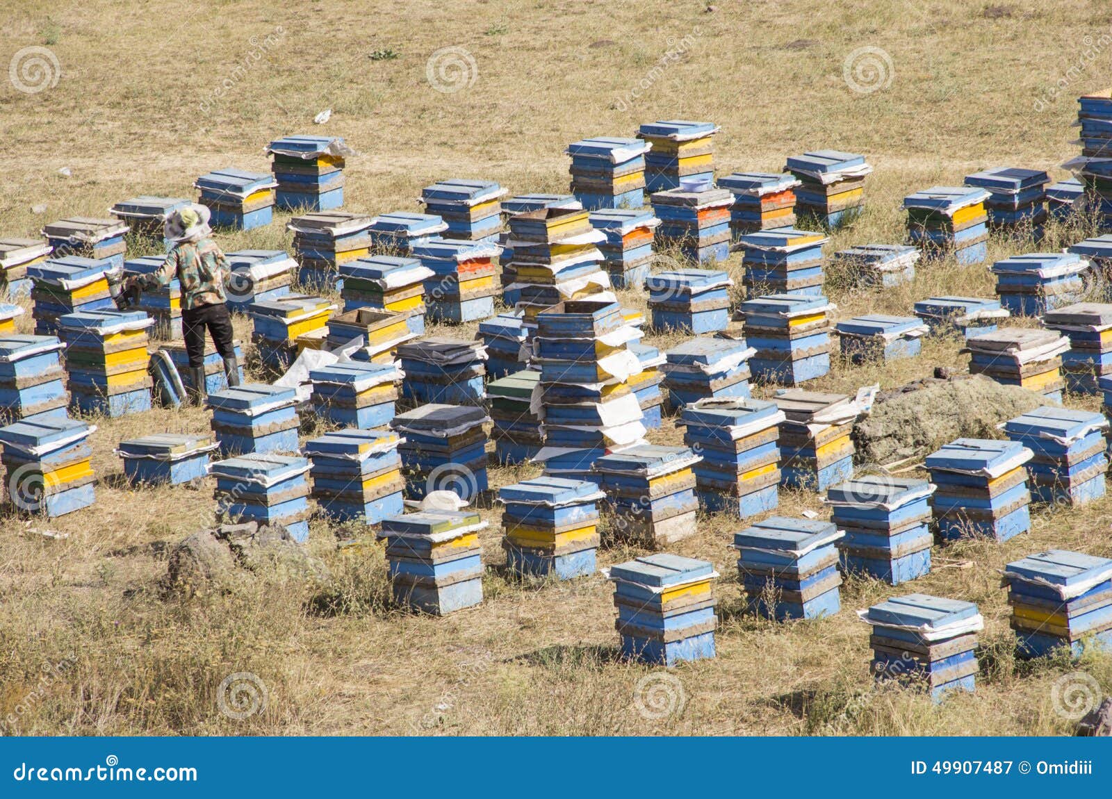 Bee beehive stock image. Image of flowering, outdoors - 49907487