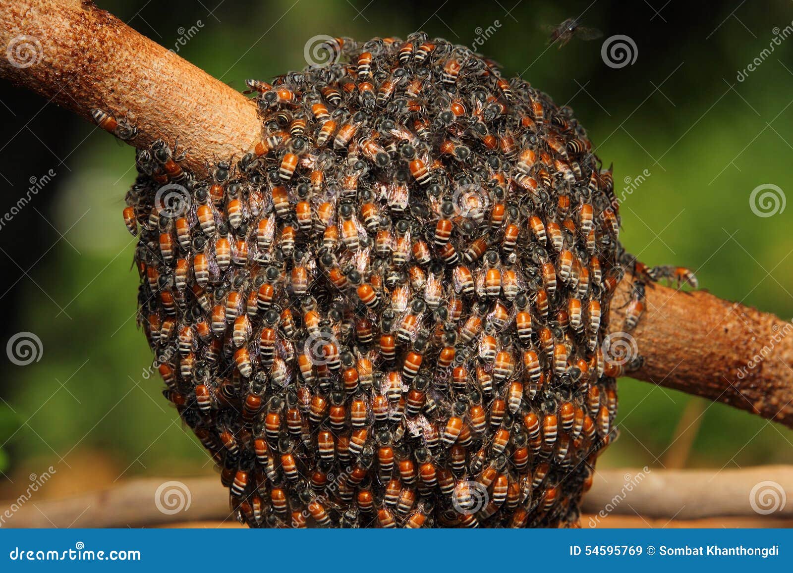 Bee and Beehive stock image. Image of eating, farm, pets - 54595769