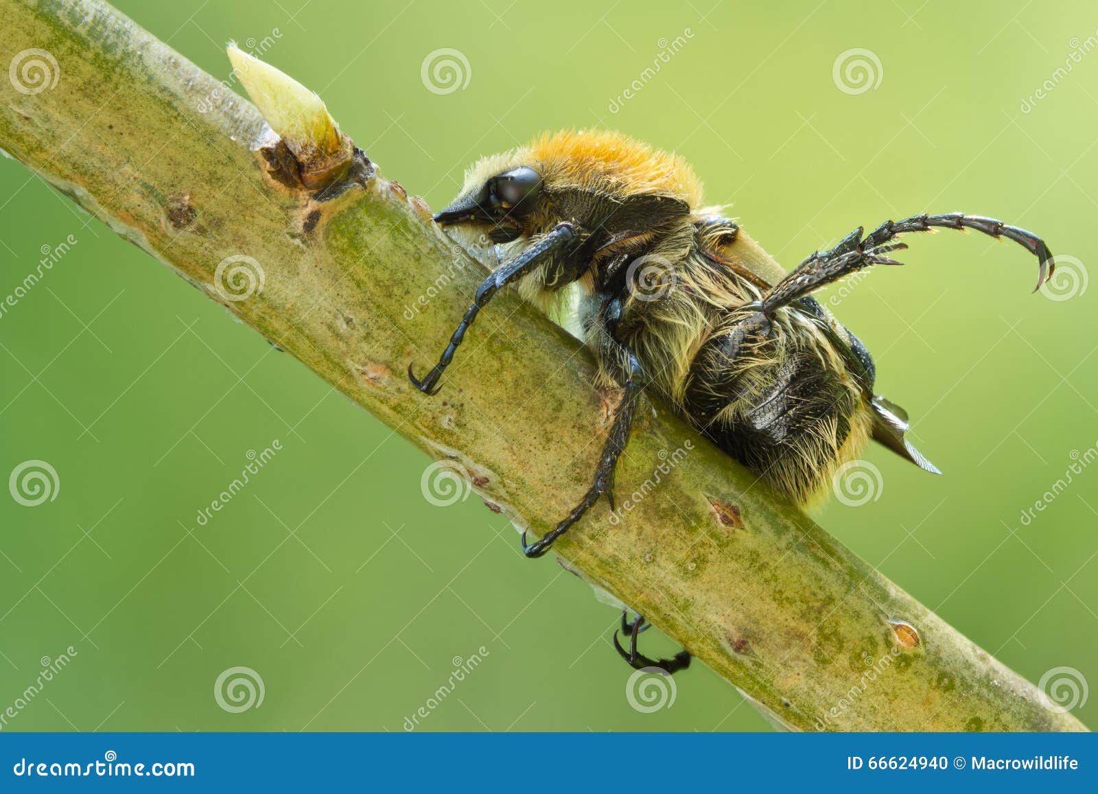 Bee Beetles, Trichius Fasciatus on Tree Stock Photo - Image of imago ...
