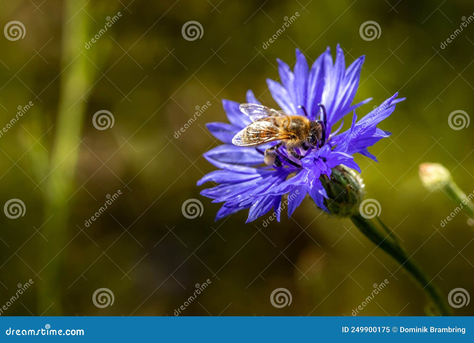 Bee on a bell flower stock image. Image of bellflower - 249900175