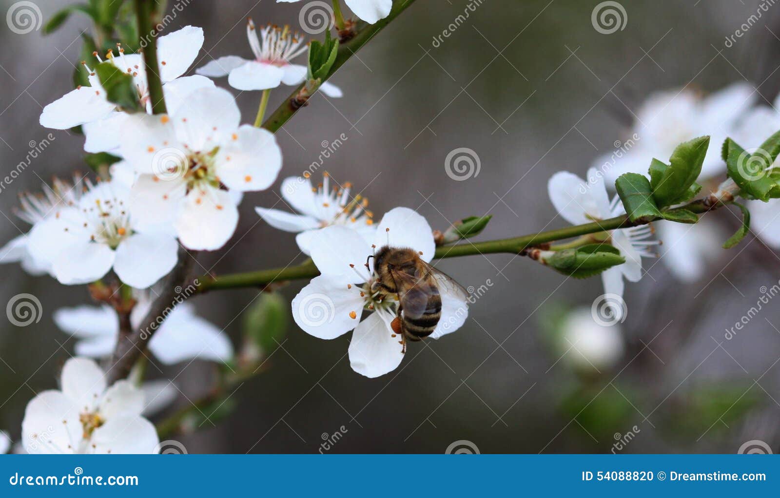 Bee Bending Over for the Flower Stock Photo - Image of spring, blur ...