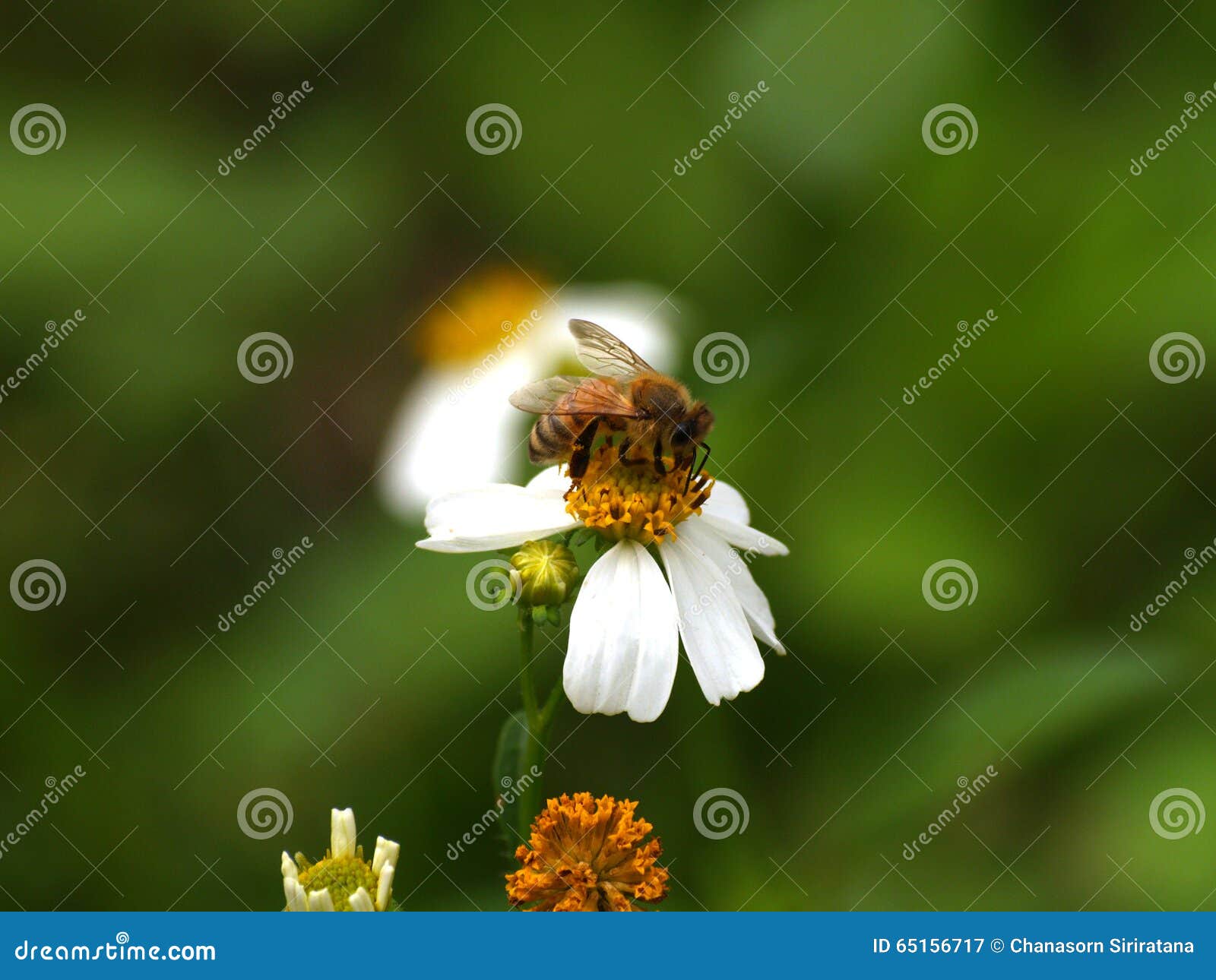 The Bee and Bidens Alba/Spanish Needle. Stock Image - Image of nectar ...