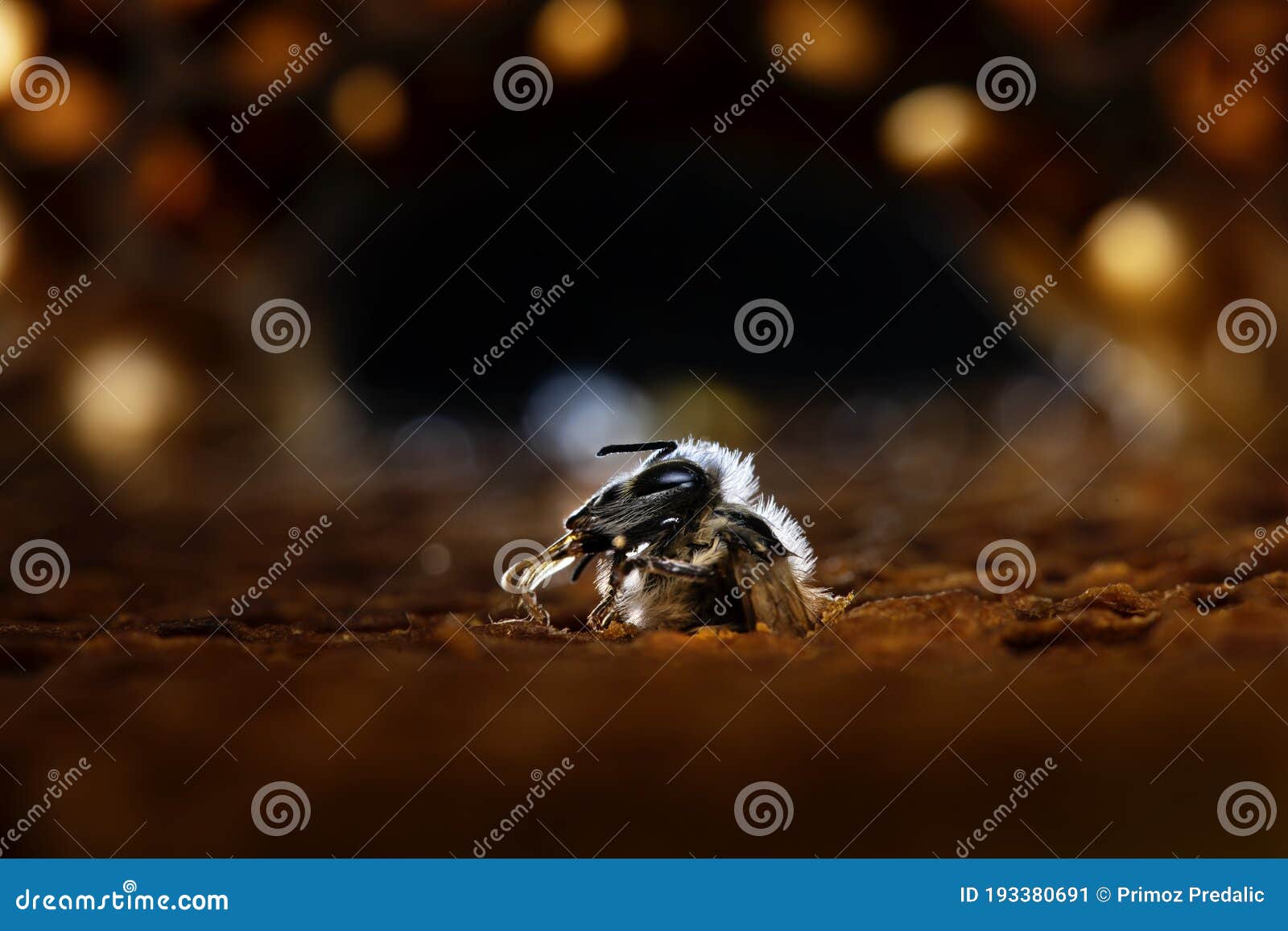 Bee Birth in the Hive Bees Pollen Growth Stock Image - Image of apis ...