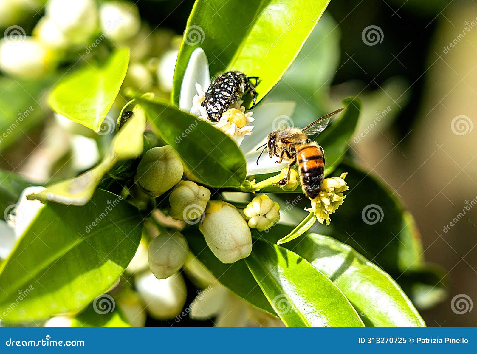 A Bee and a Black Insect with White Dots Stock Image - Image of bees ...