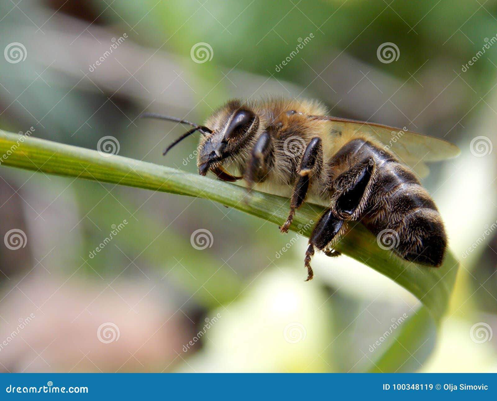Bee stock image. Image of nature, insect, blade, grass - 100348119