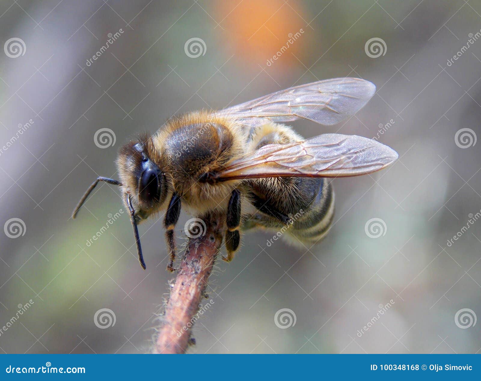 Bee stock photo. Image of macro, plant, nature, pollinator - 100348168