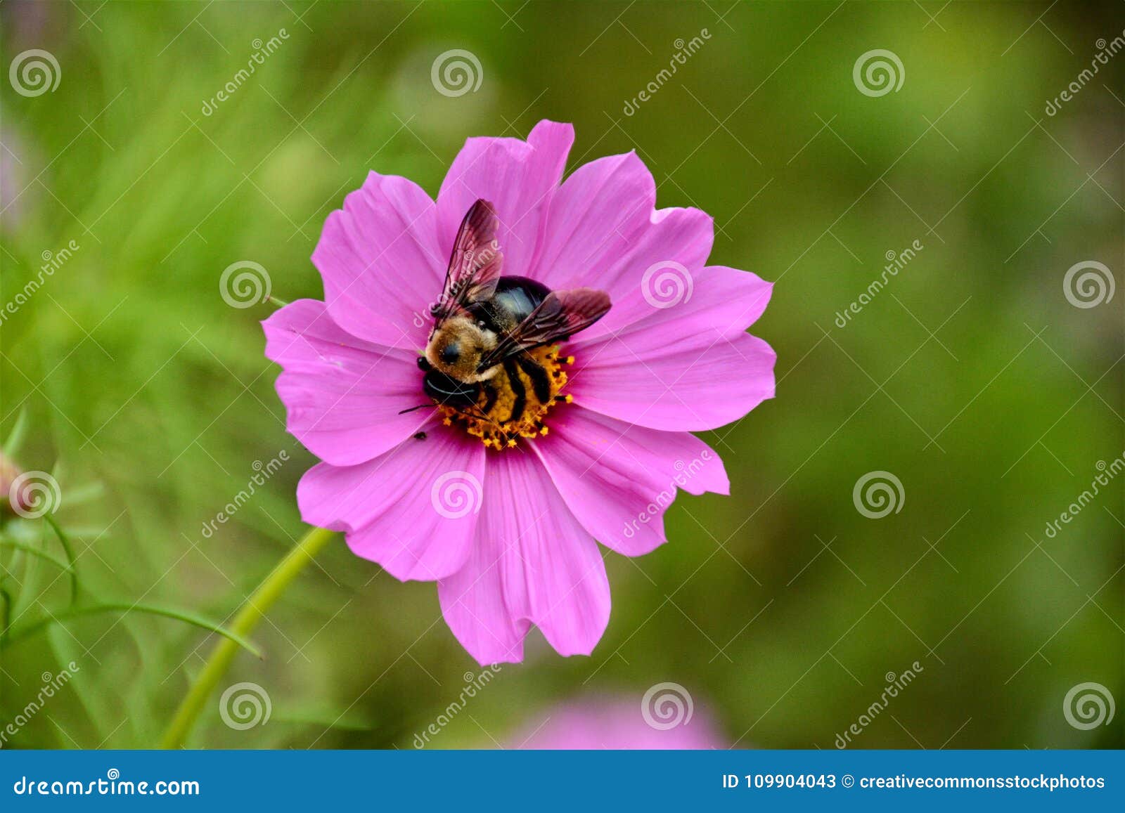 Bee, Bloom, Blossom Picture. Image: 109904043