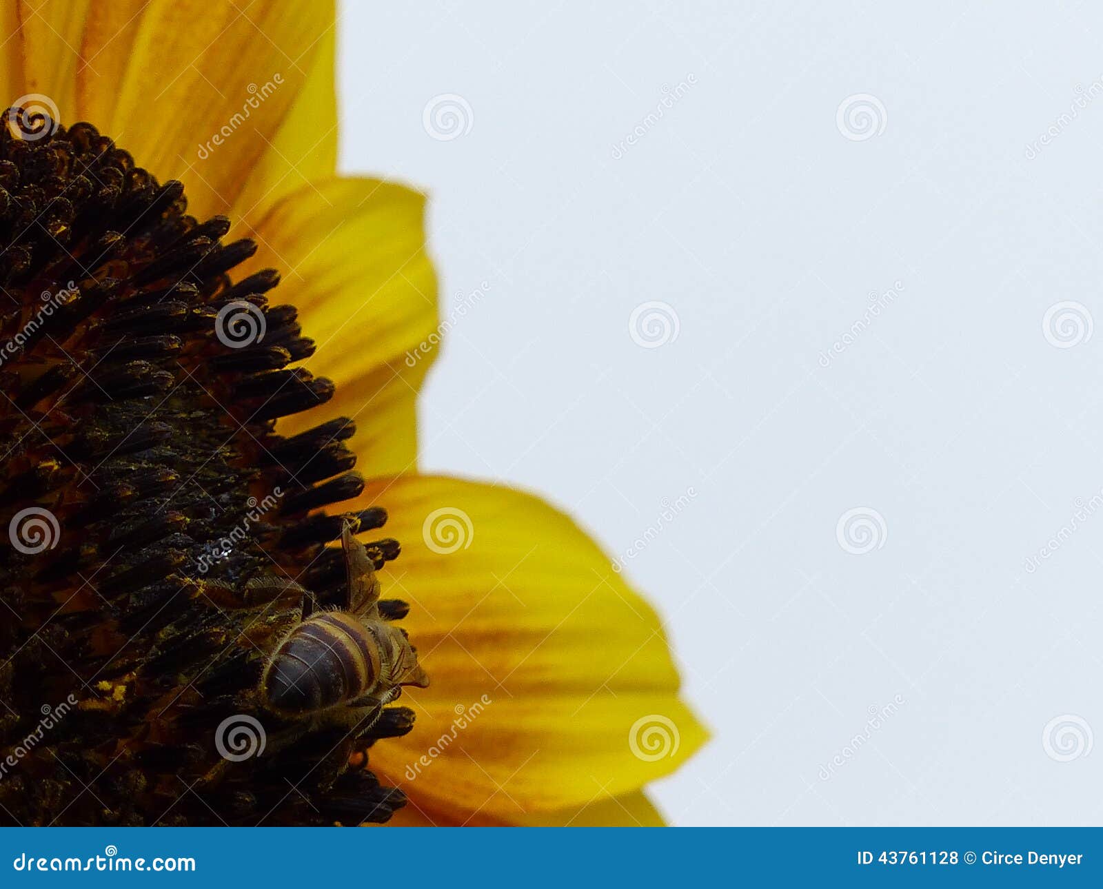 The Bee on the Sunflower Bloom Stock Photo - Image of nectar, intimate ...