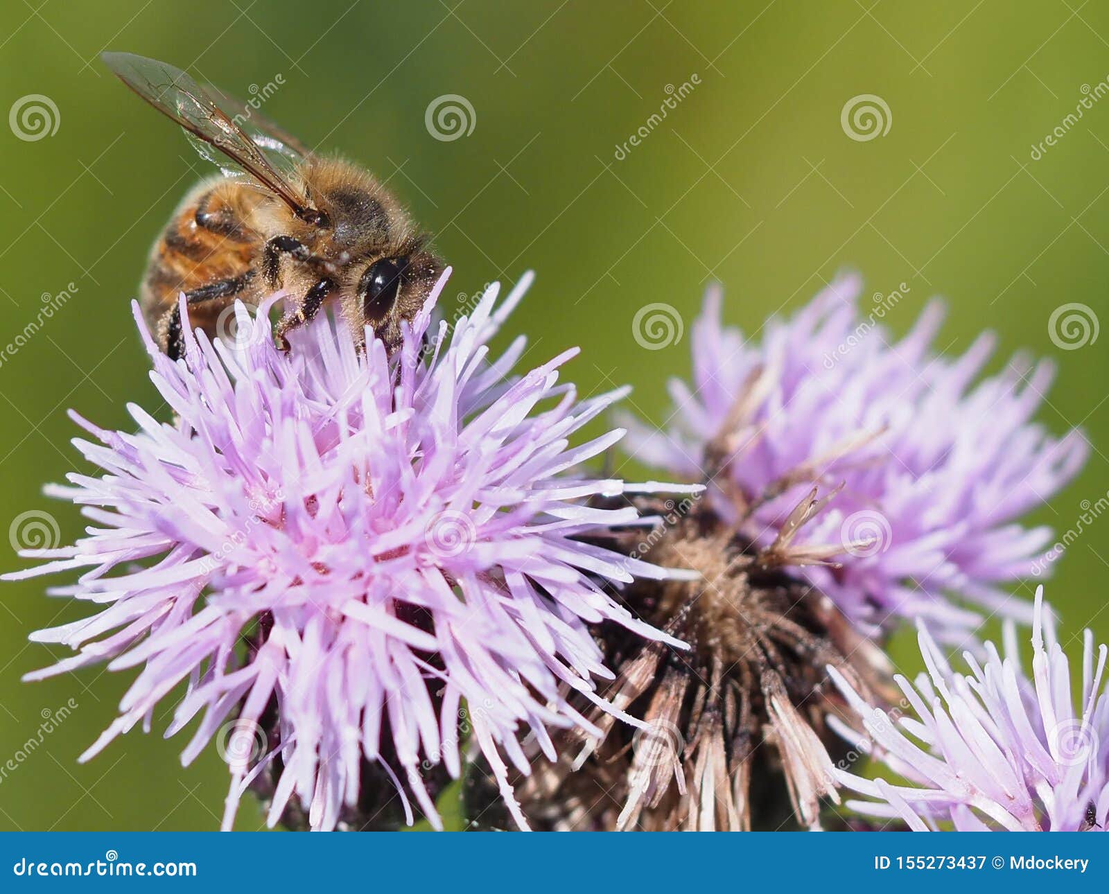 Bee on a Blooming Canada Thistle Stock Image - Image of thistle, macro ...