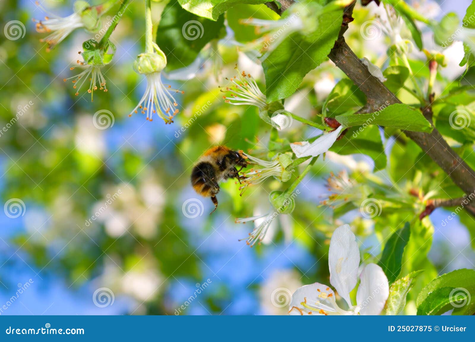 Bee on the Blossom Apple Tree Stock Image - Image of leaf, natural ...