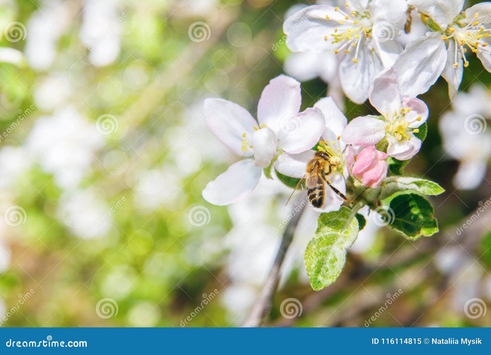 Bee on a Blossoming Apple Tree Pollinating. Stock Image - Image of ...
