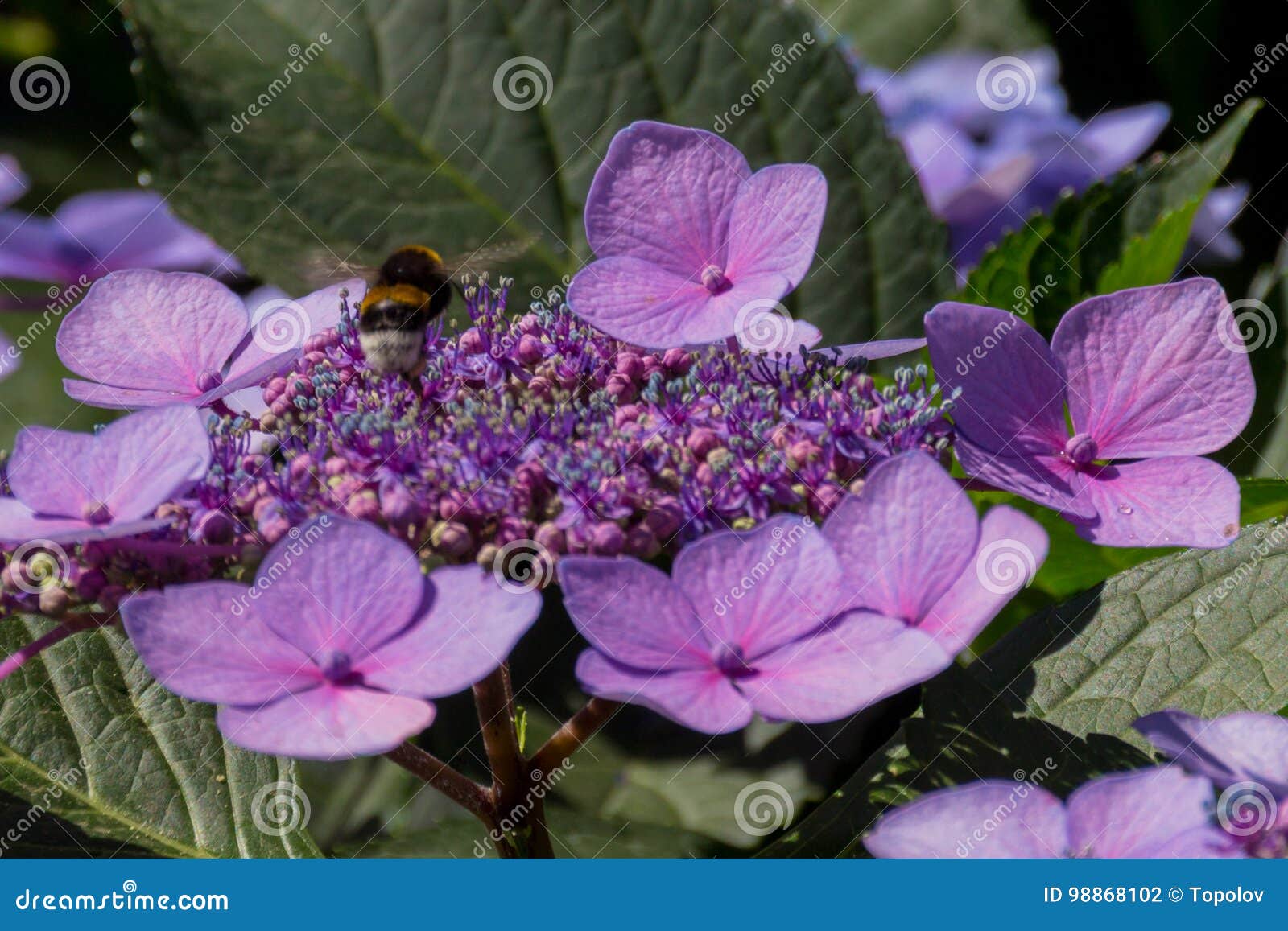 Bee on the Blossoming Hydrangea Flowers. Stock Photo - Image of spring ...
