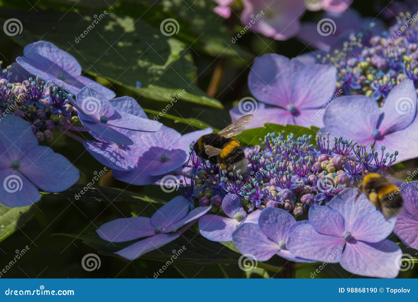 Bee on the Blossoming Hydrangea Flowers. Stock Photo - Image of pollen ...
