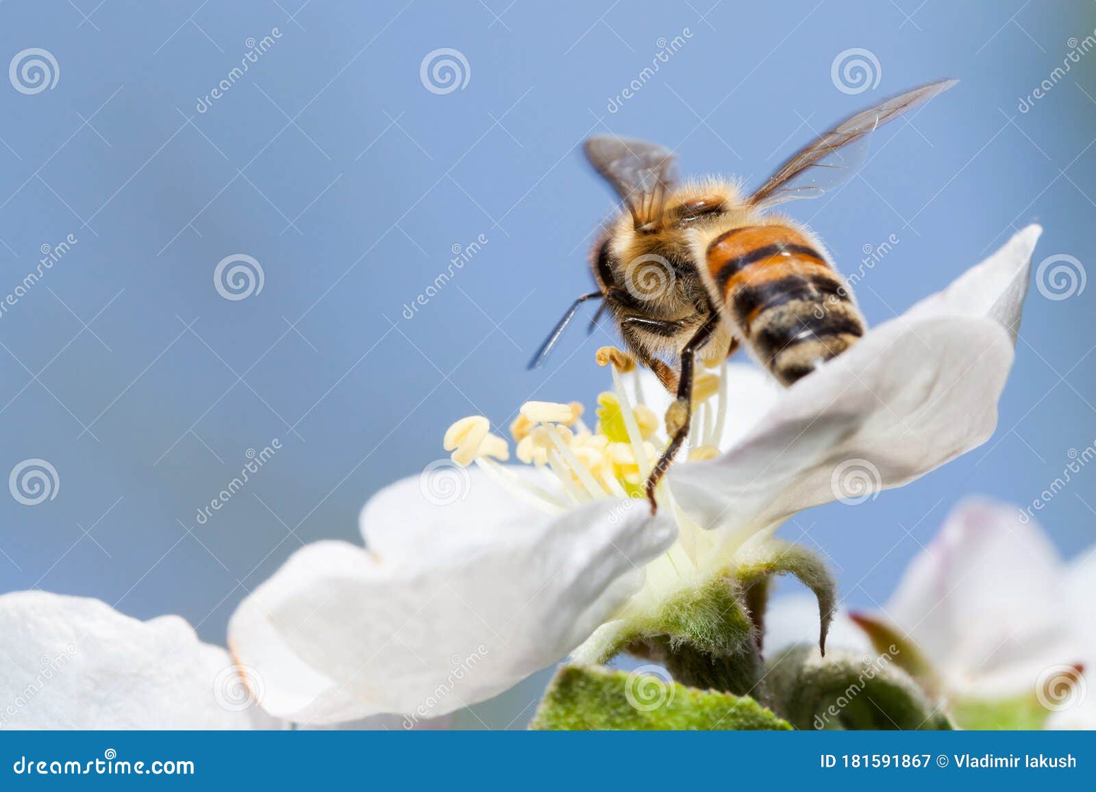 Bee on a blue background stock image. Image of garden - 181591867