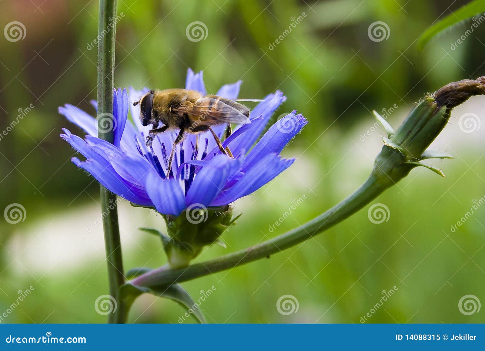 Bee on a blue flower stock image. Image of blue, macro - 14088315