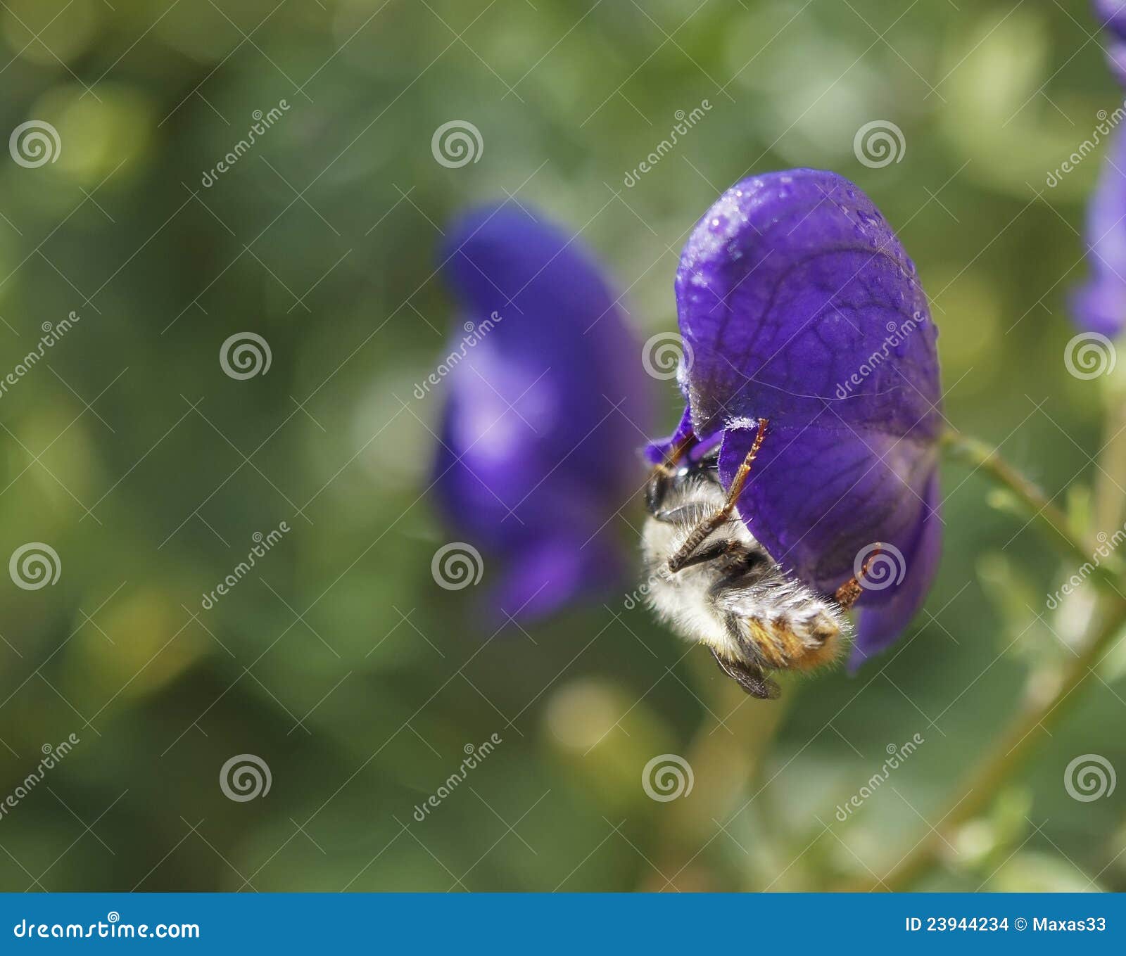 The bee on a blue flower. stock photo. Image of background - 23944234