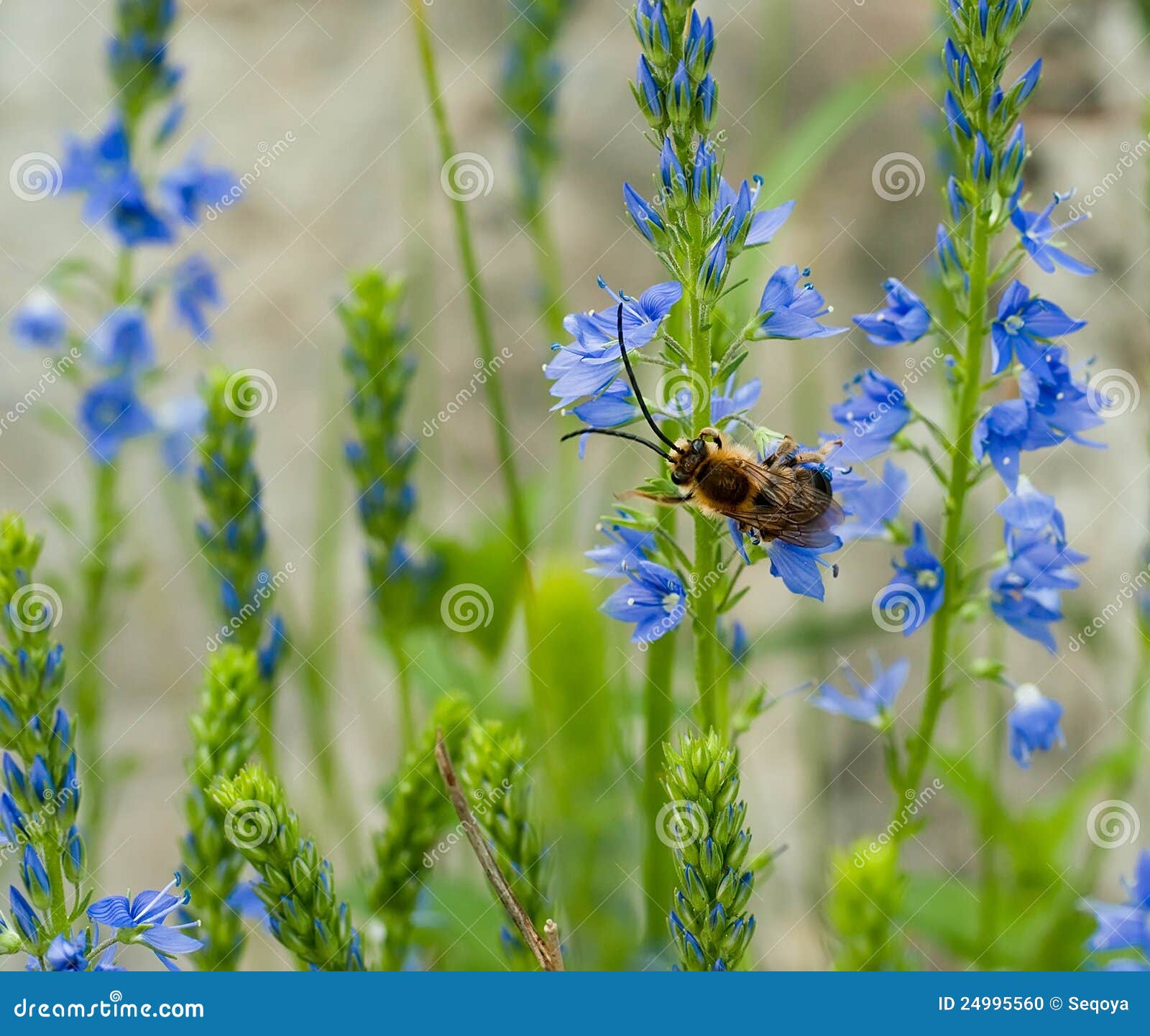 Bee on blue flower stock photo. Image of beautiful, field - 24995560