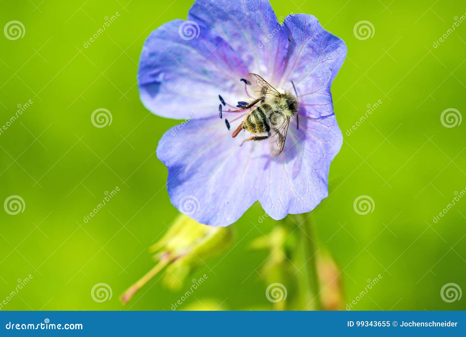 Bee on blue flower stock image. Image of wild, colorful - 99343655