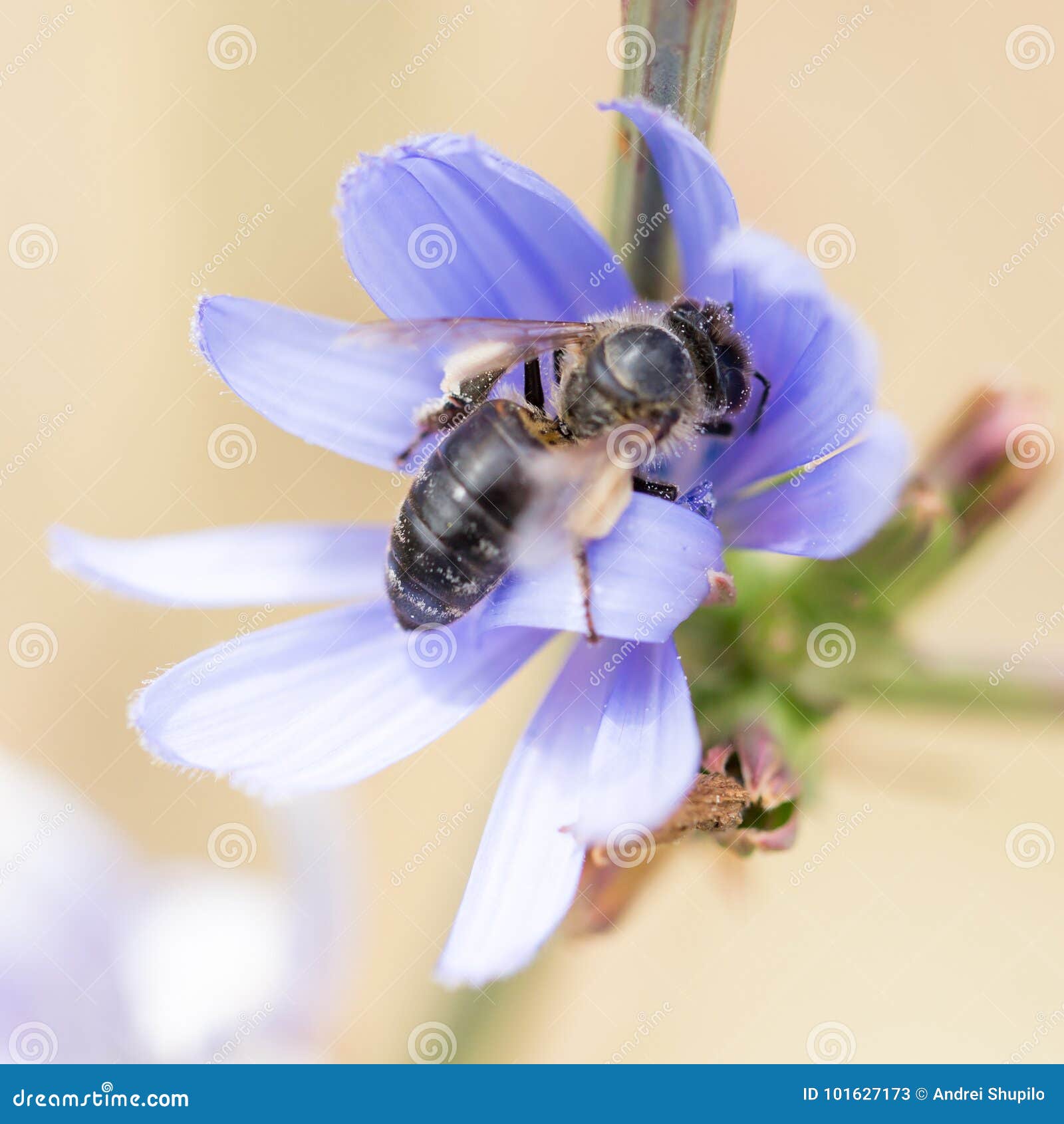 Bee on blue flower stock image. Image of landed, daisy - 101627173