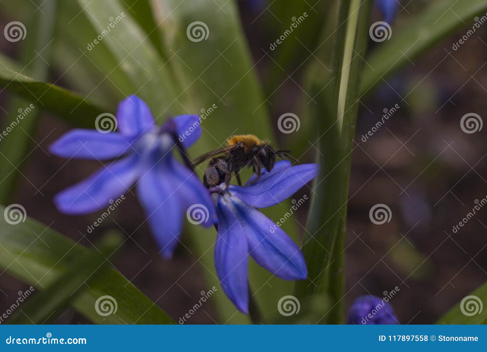 Bee on a Blue Flower Close Up Stock Photo - Image of nature, flowers ...