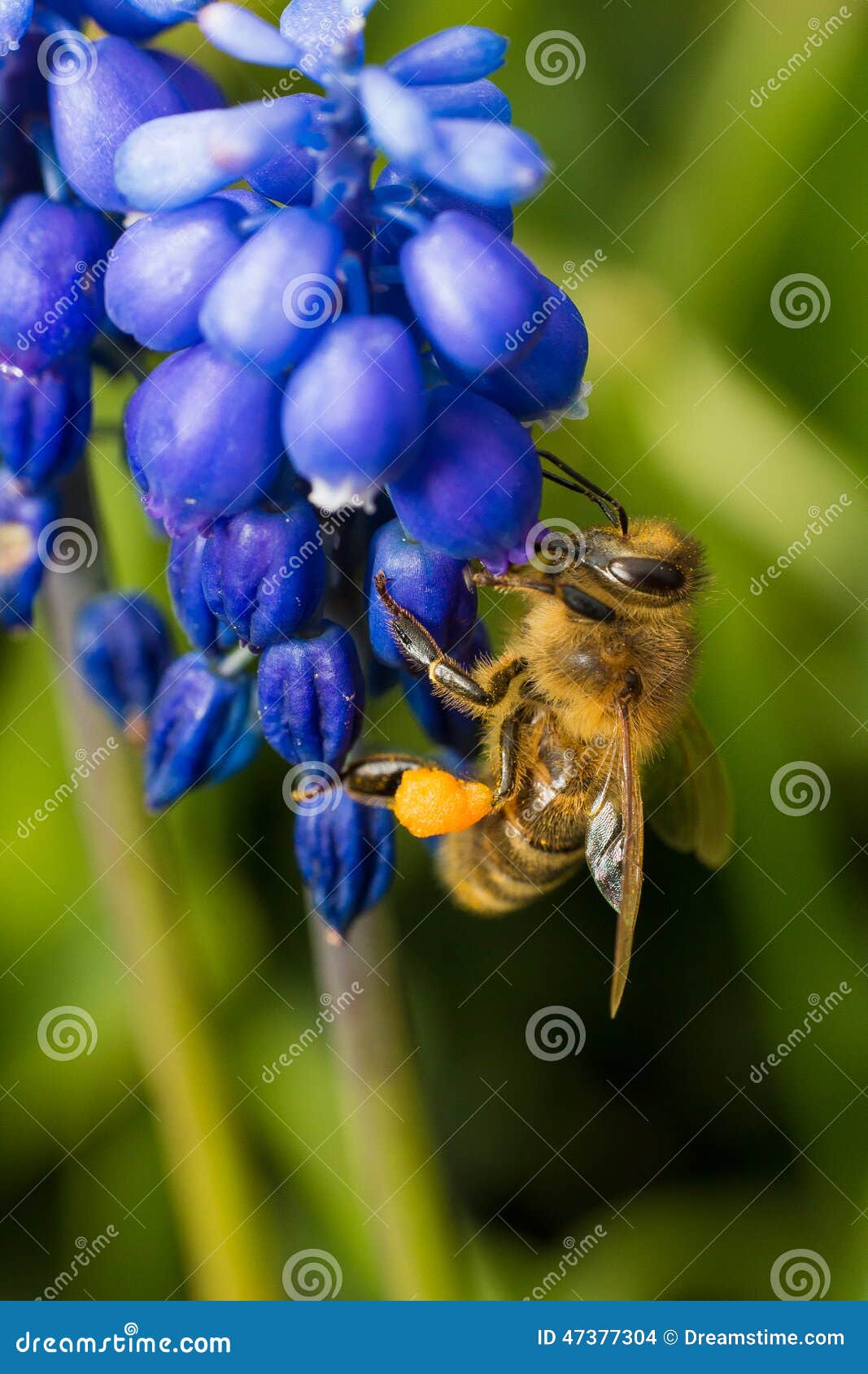 Bee on blue flower stock photo. Image of hanging, nectar - 47377304