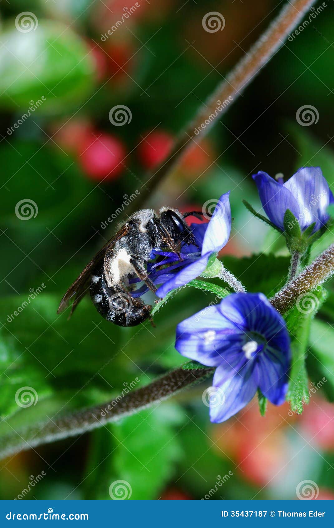 Bee on blue flower stock image. Image of color, bumblebee - 35437187