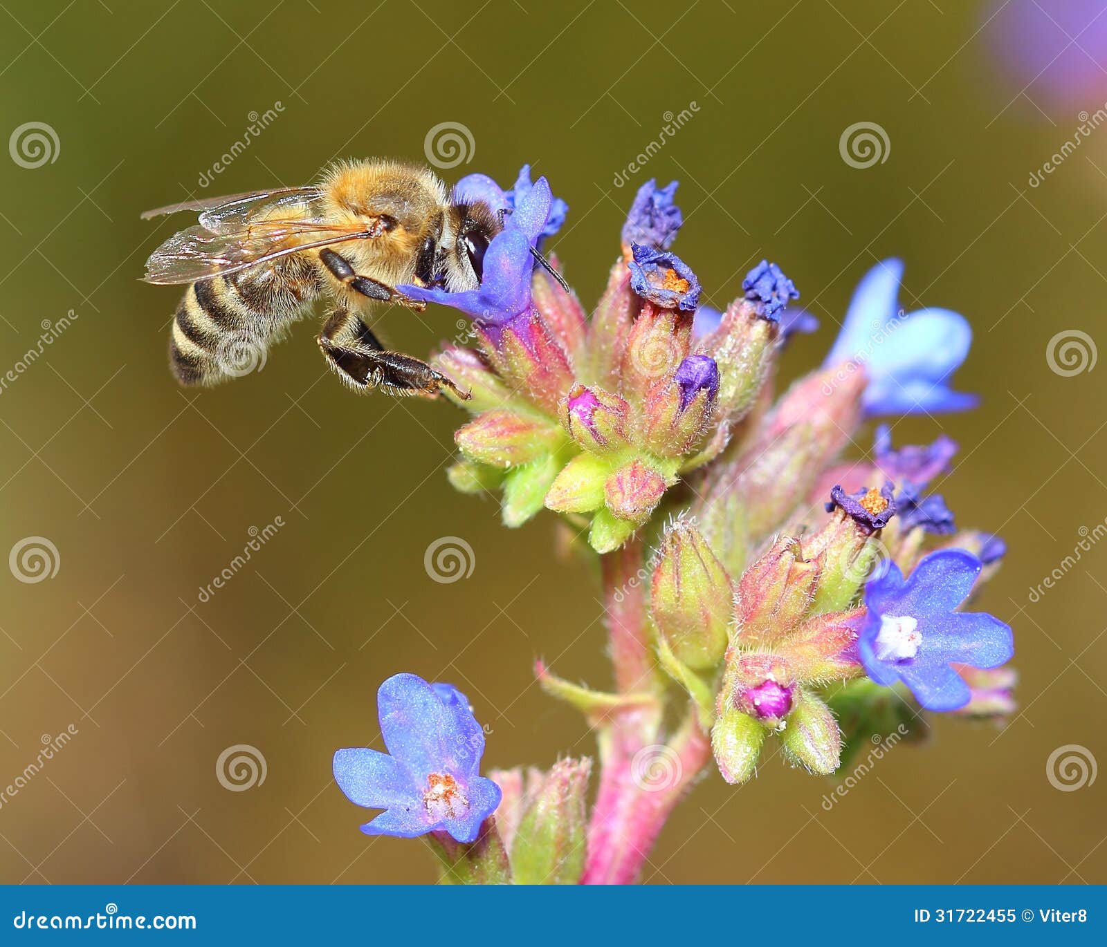 Bee on blue flowers stock image. Image of blue, flowers - 31722455