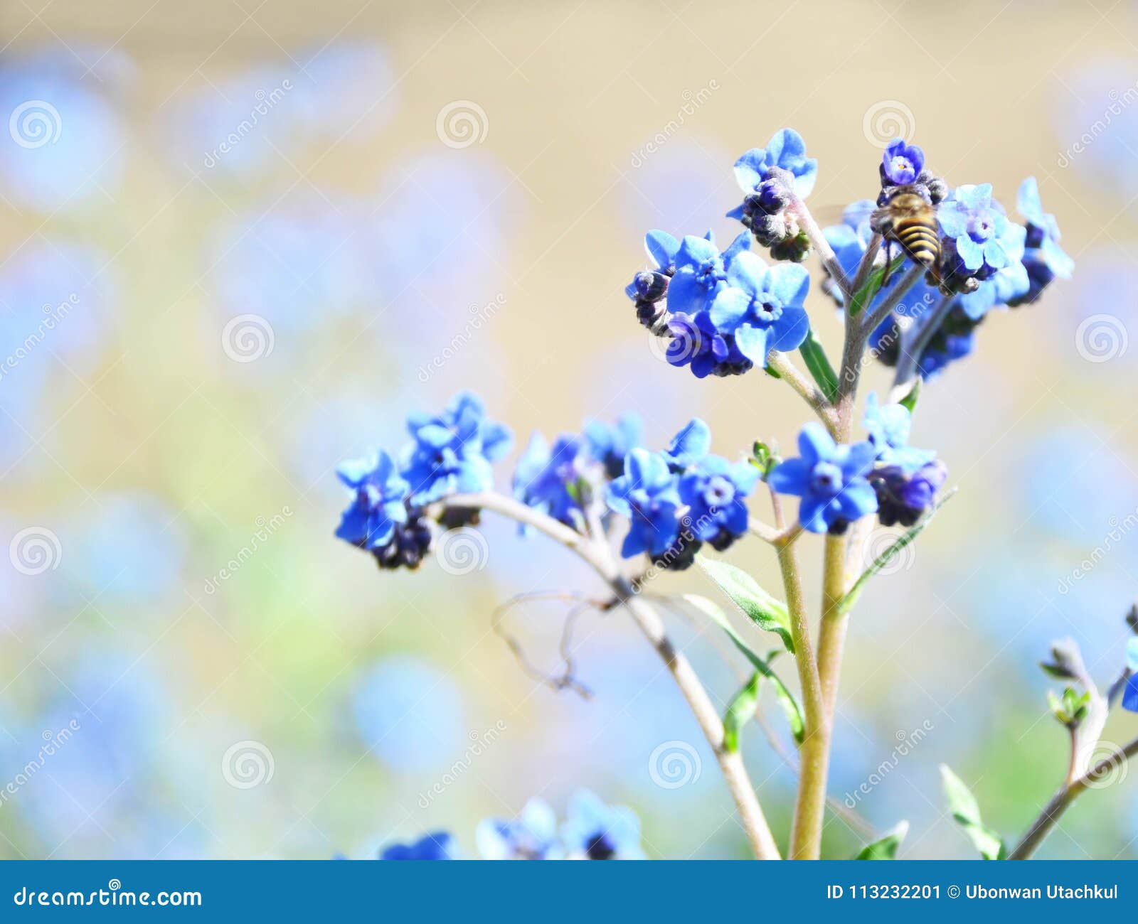 Bee with Blue Forget-me-not, Selective Focus Stock Image - Image of ...