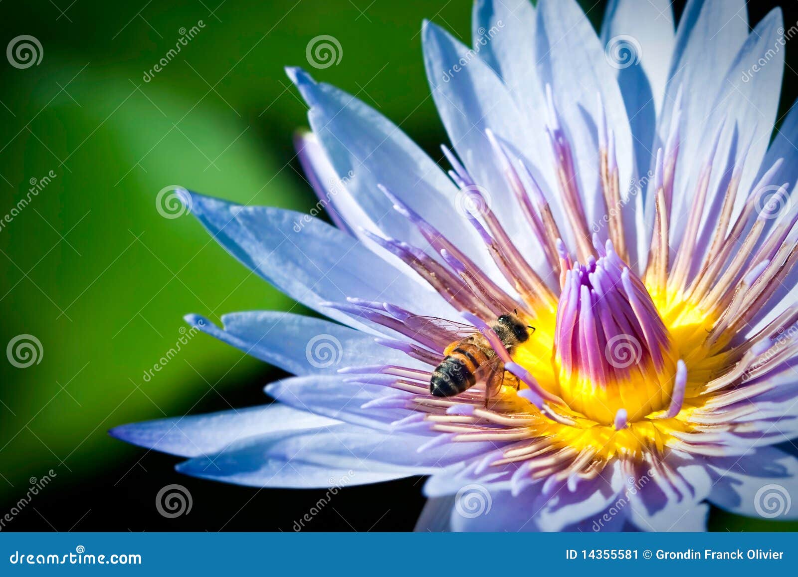 Bee in blue lotus flower stock image. Image of details - 14355581