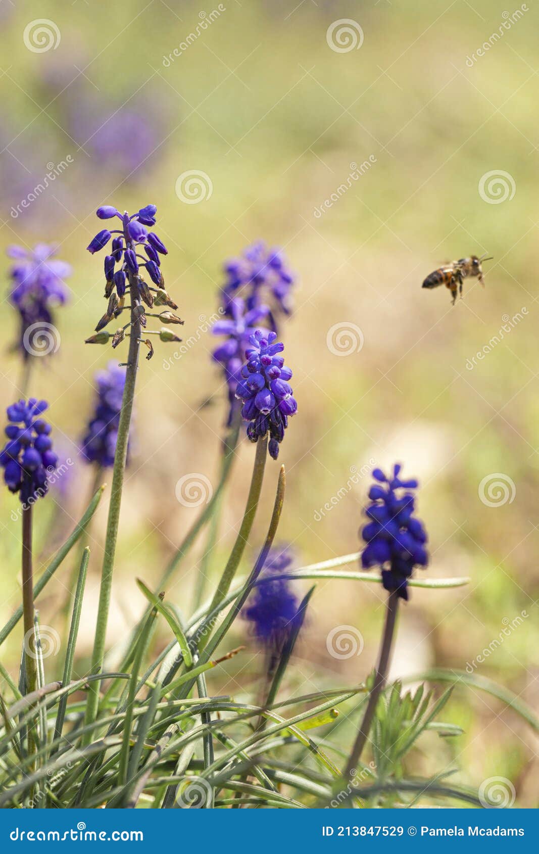 Bee on a Bluebonnets in a Field Stock Image - Image of nature, grape ...