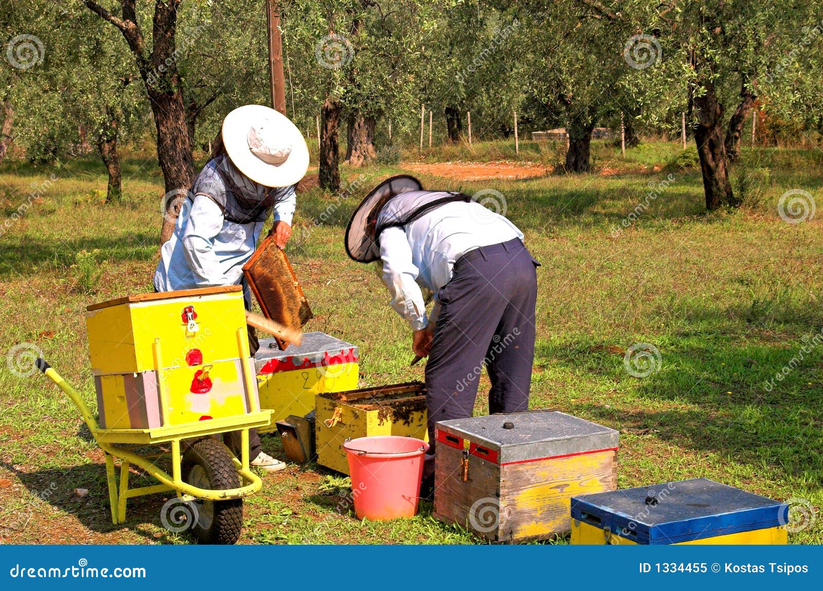 Bee Boxes And Bee Keepers 2 Stock Image | CartoonDealer.com #1334455