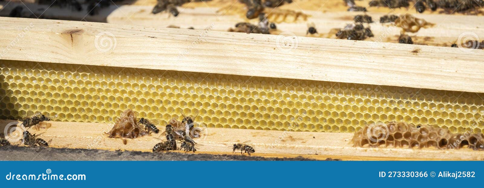 Bee Boxes with Honey Bees, Pollination Concept, Agriculture Stock Photo ...