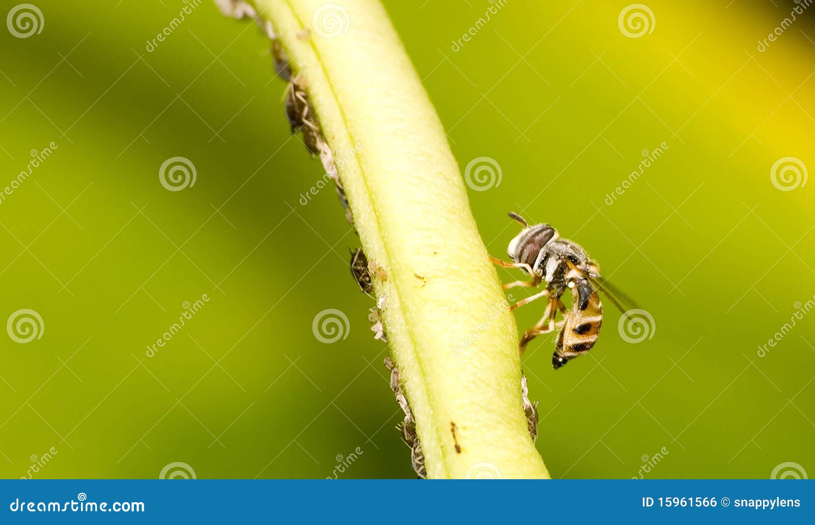 Bee on a Branch stock photo. Image of insect, macro, insects - 15961566