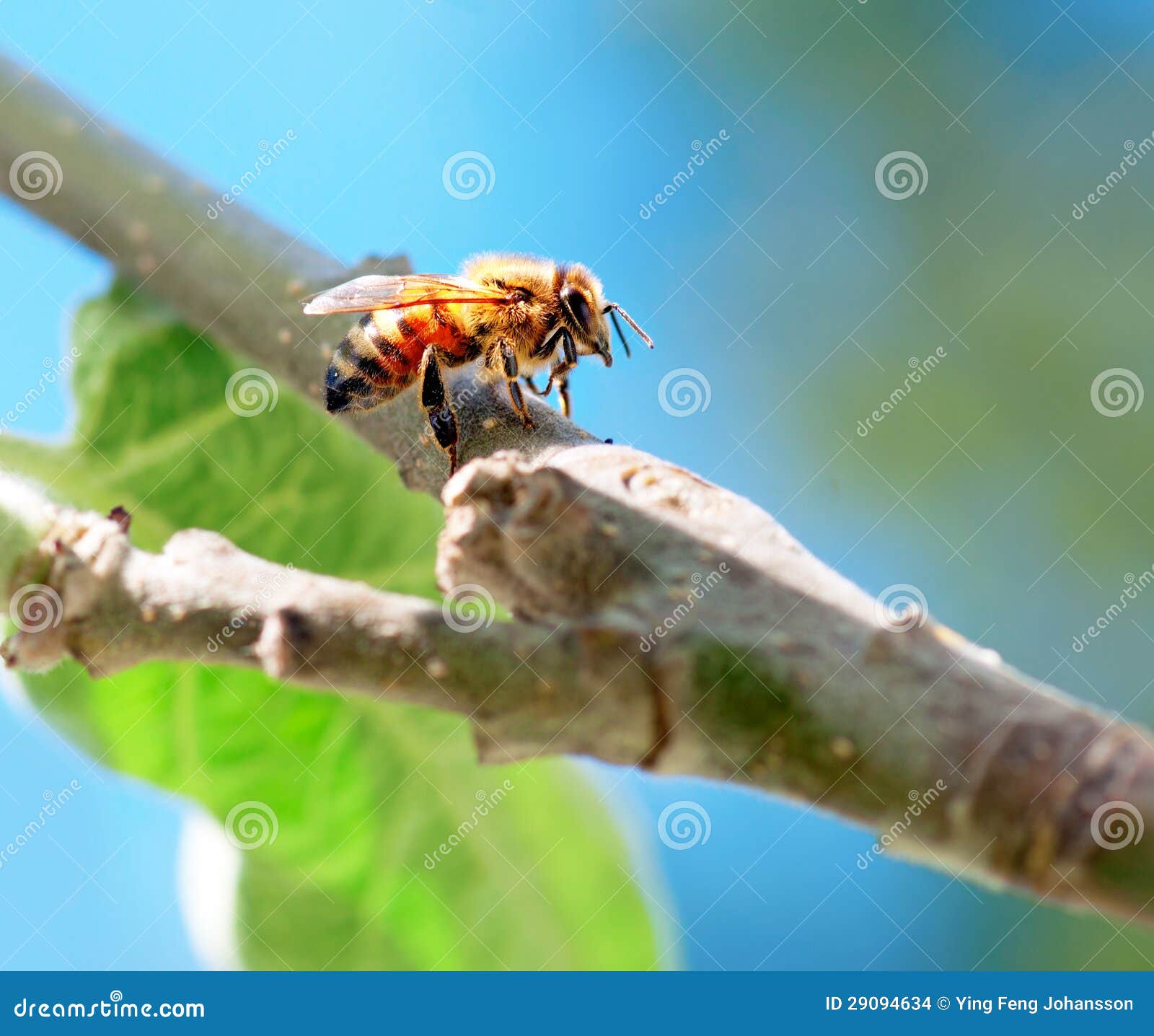 Bee on branch stock photo. Image of nature, vivid, bright - 29094634