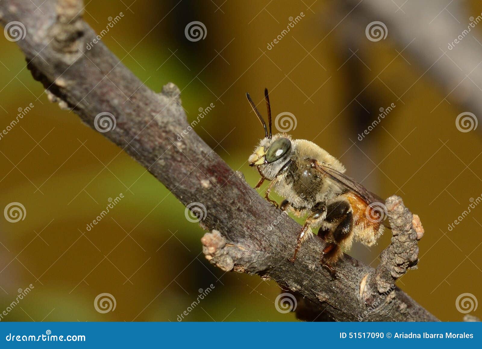 A bee on a branch stock photo. Image of beautiful, background - 51517090