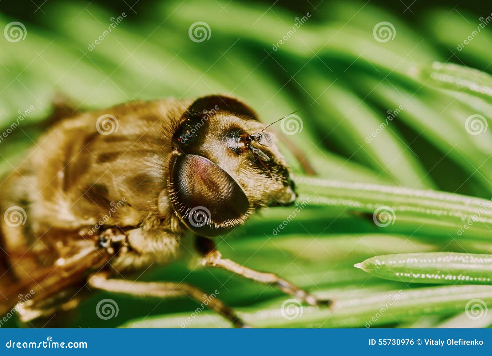 Bee on the branch stock photo. Image of sting, wild, eyes - 55730976