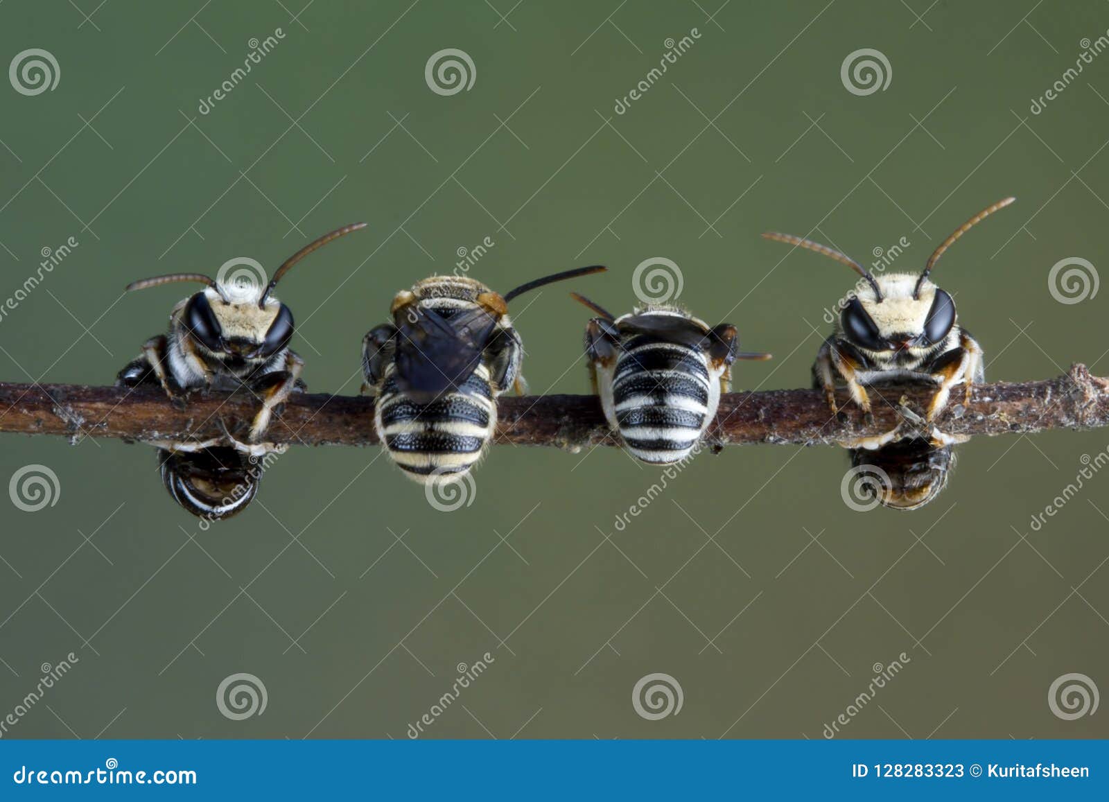 Bee on Branch in the Morning, Animal Closeup Stock Image - Image of ...