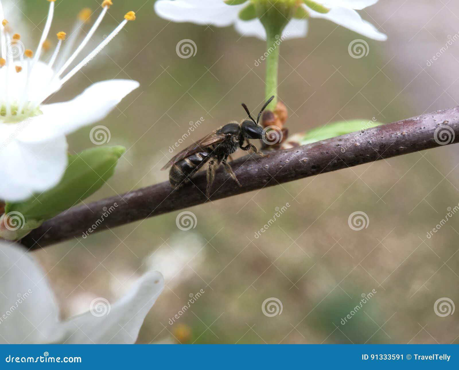 A Bee on a branch stock image. Image of flower, prunus - 91333591