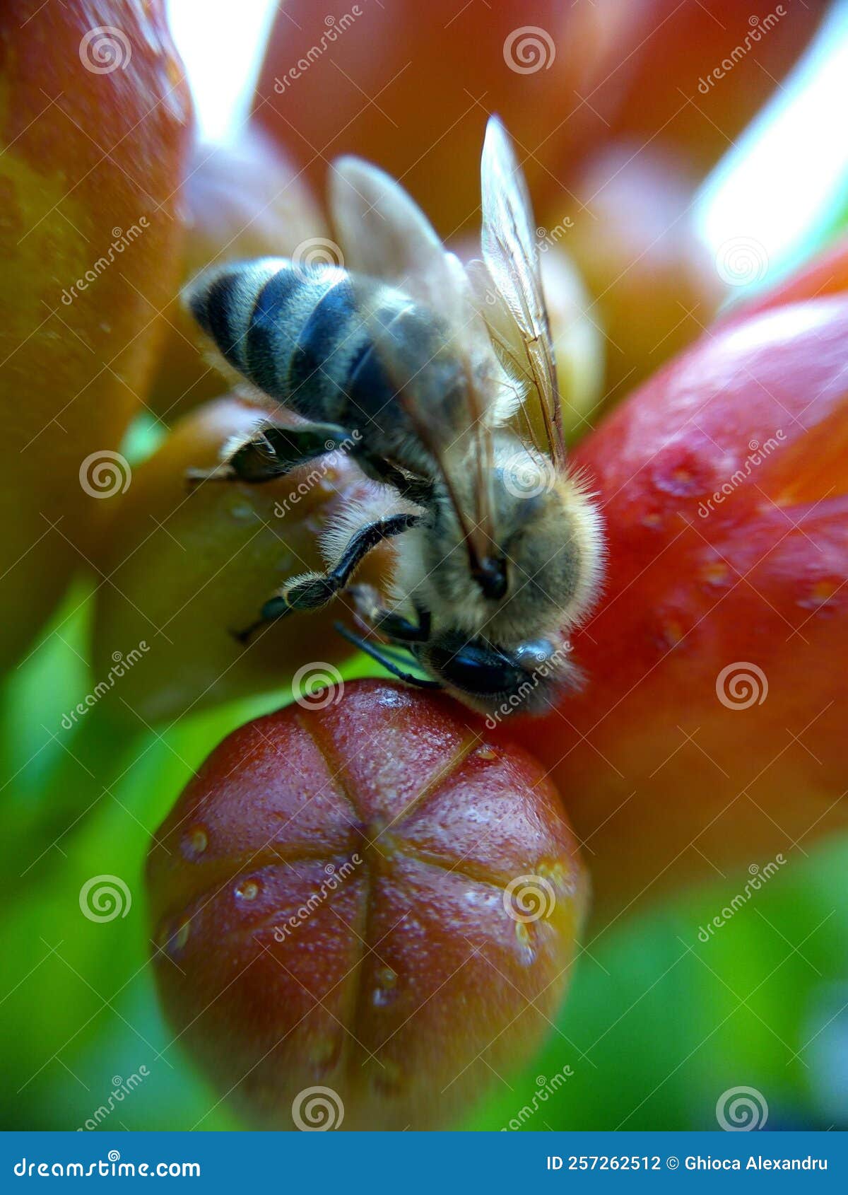 A bee in a break stock photo. Image of break, insect - 257262512