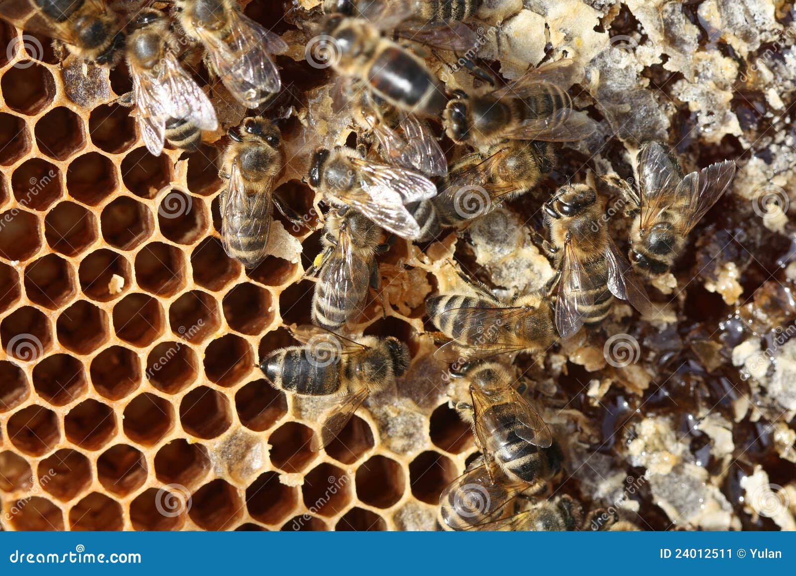 Bee breeding in farm stock image. Image of macro, eating - 24012511