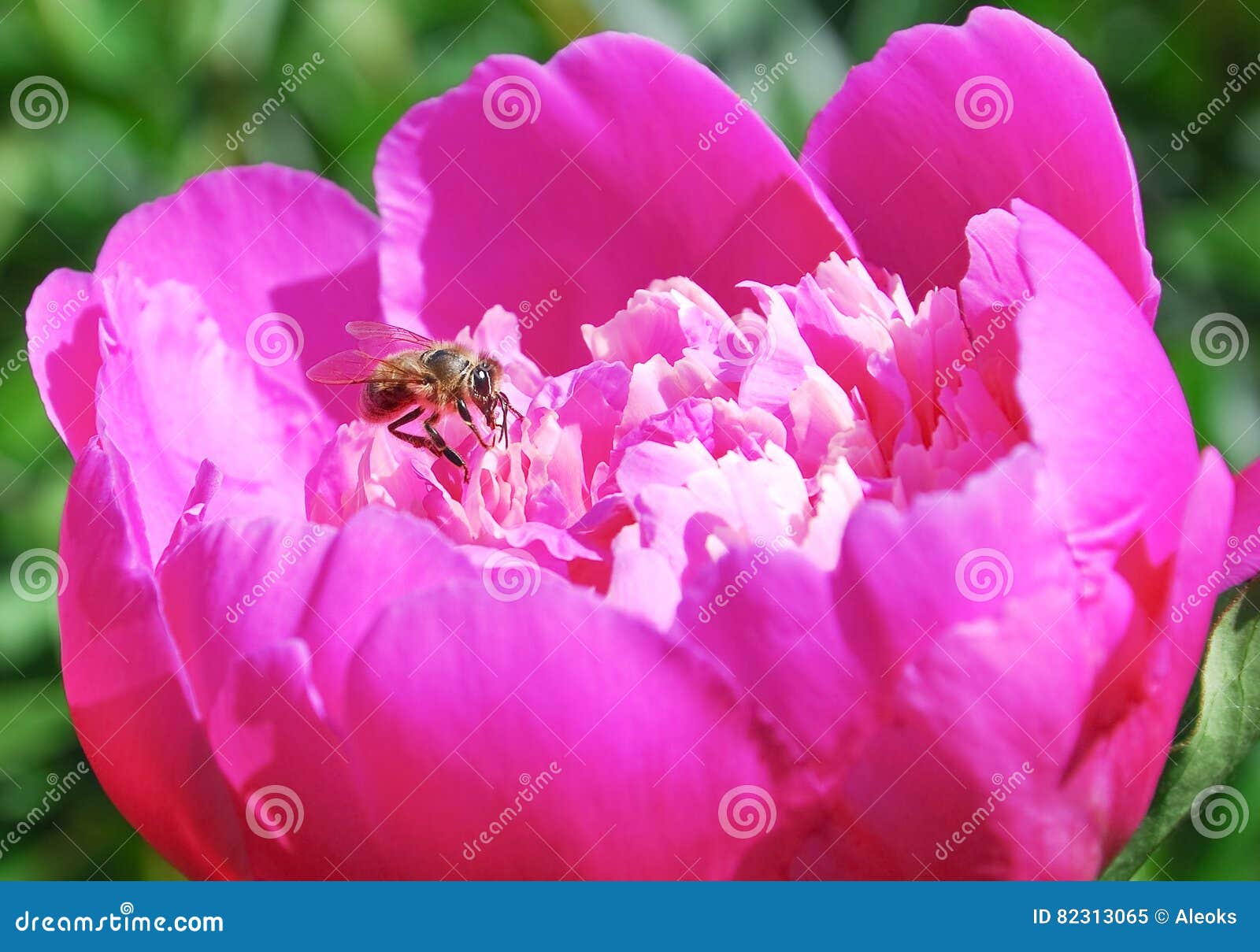 Bee on a Bright Pink Peony Paeonia Stock Image - Image of gathers ...