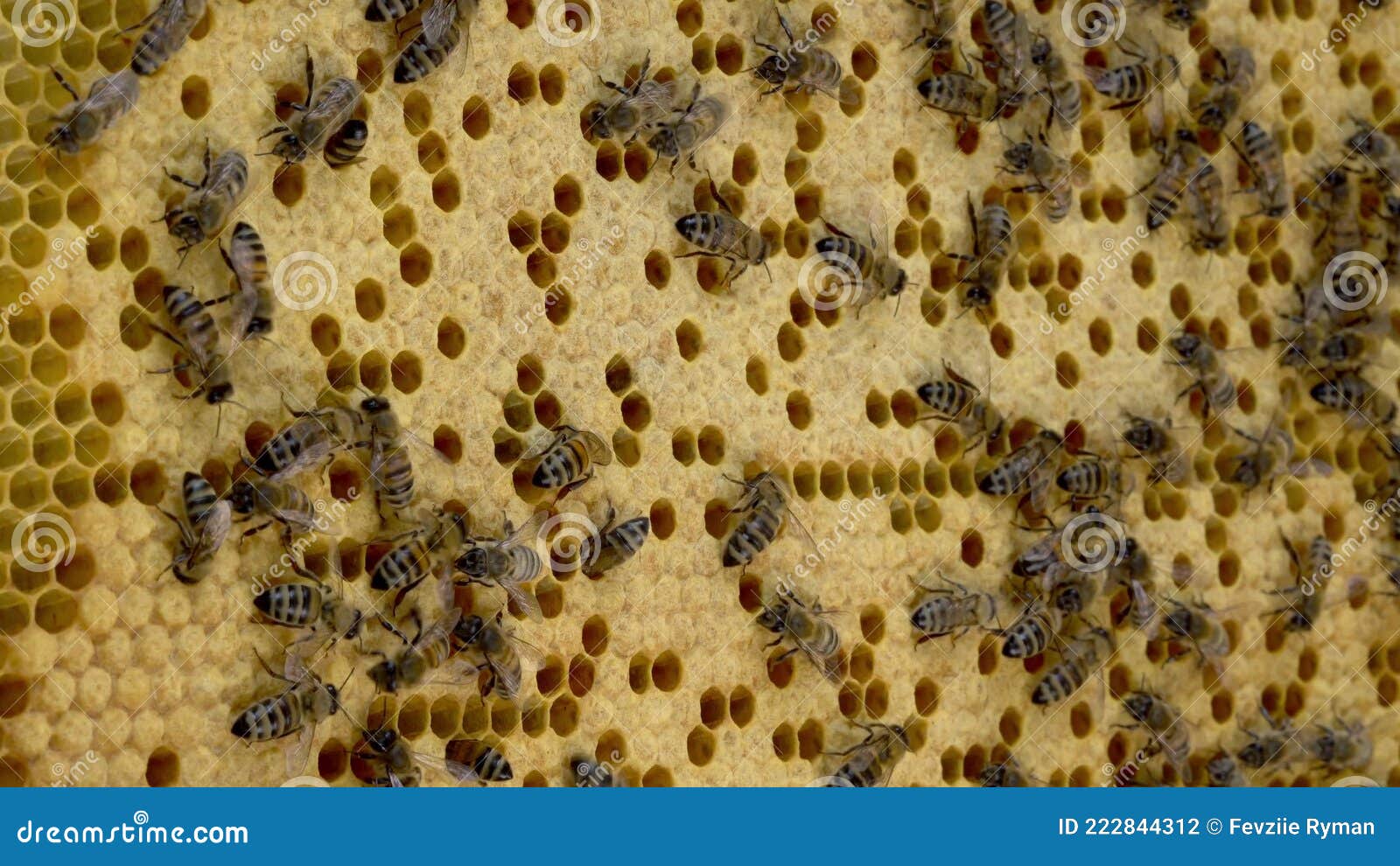 Capped Worker Brood, Sealed Brood, Bee Larvae and Eggs. a Honey Bee ...
