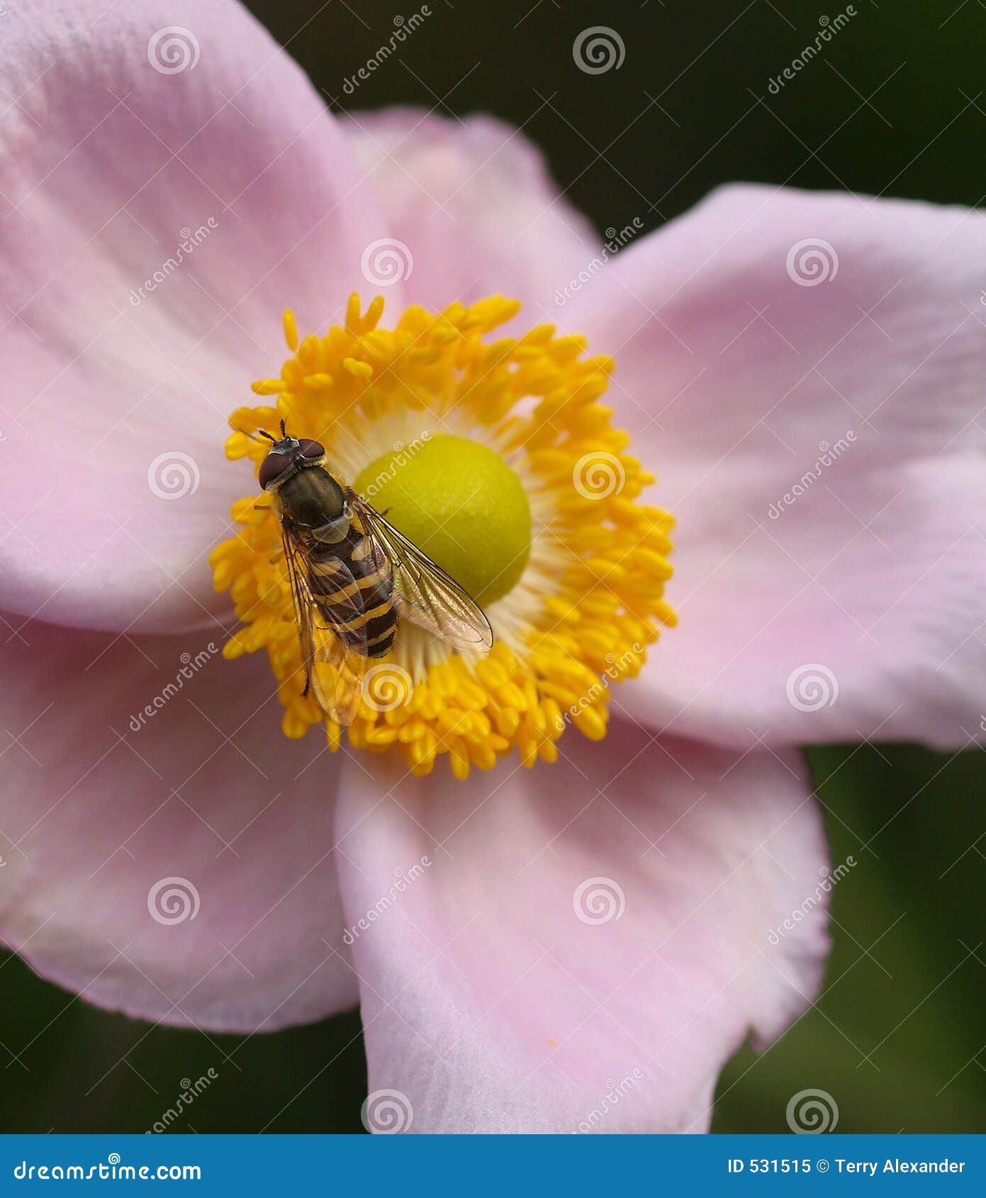 Bee in bud stock image. Image of garden, pollinate, gardener - 531515