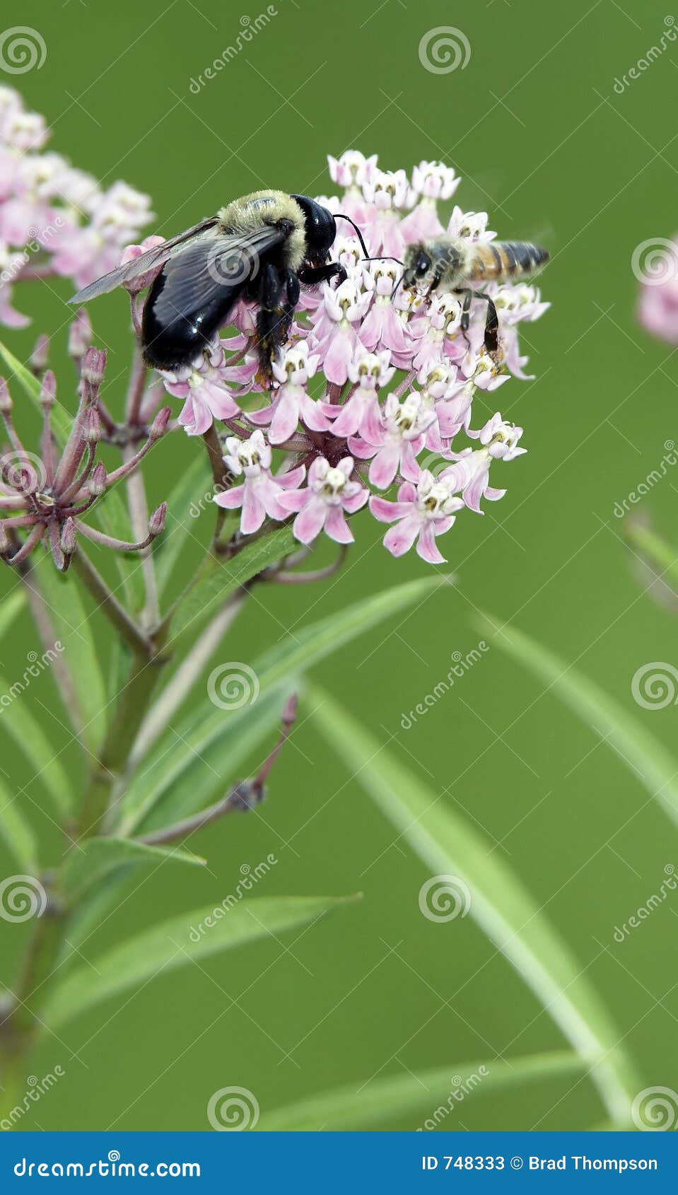 Bee Buddies stock image. Image of insect, buddies, bees - 748333