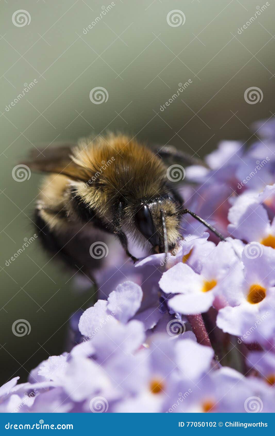 Bee on Buddleia davidii stock photo. Image of buddleia - 77050102