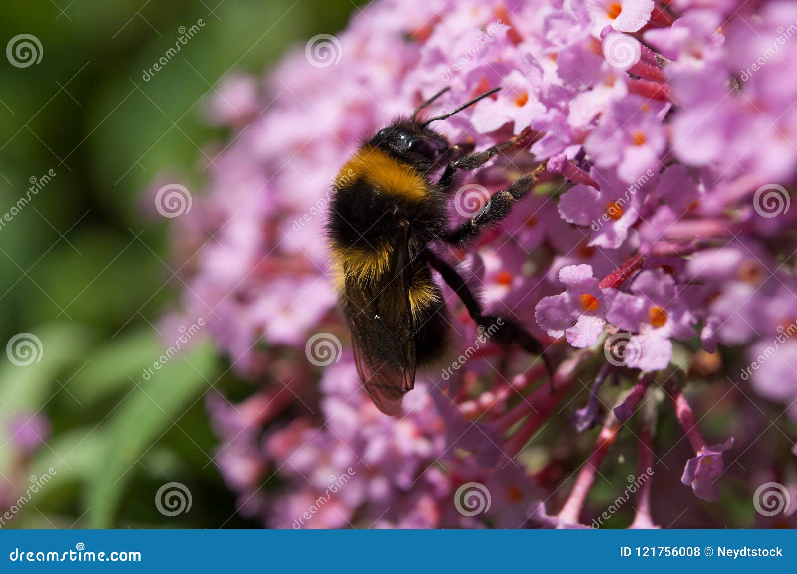 Bee on buddleia flower stock photo. Image of detail - 121756008